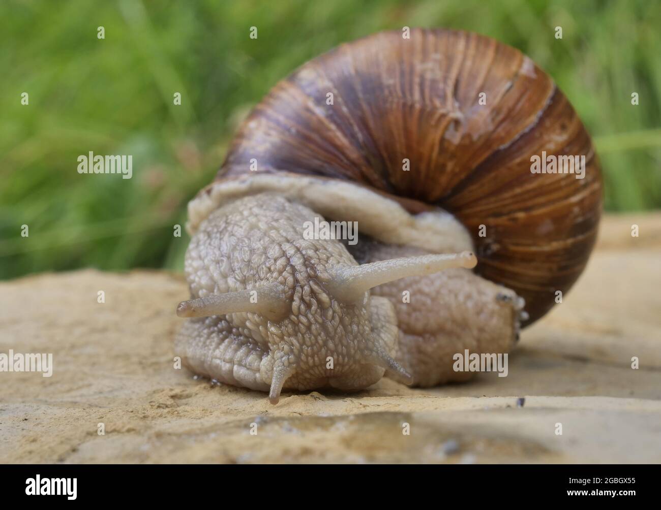 Snail closeup on the rock in Seriana valley Stock Photo - Alamy