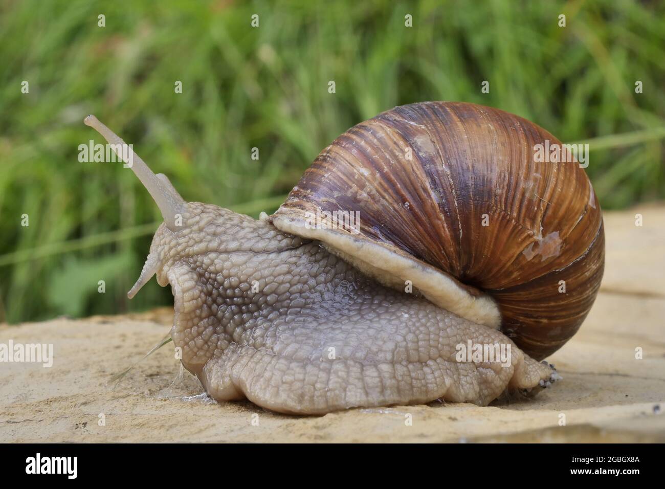 Snail closeup on the rock in Seriana valley Stock Photo - Alamy