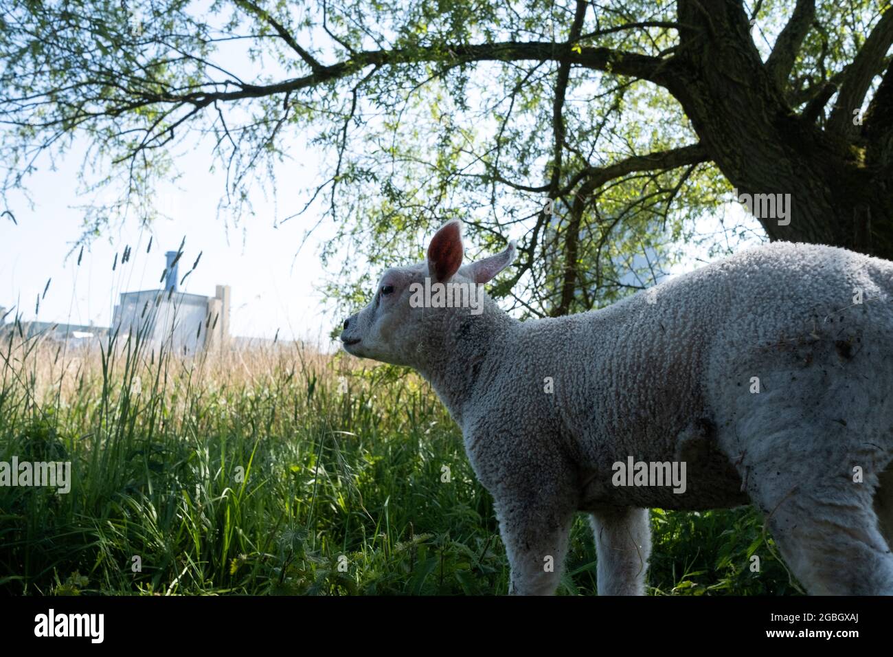 Netherlands, Amsterdam. Illustration of daily life in Amsterdam ...
