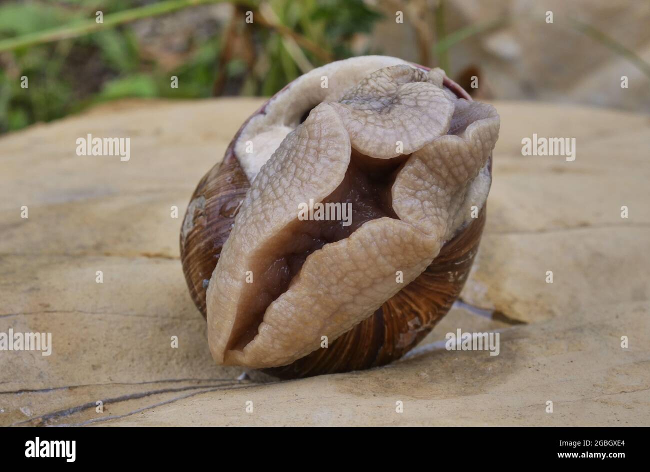 Snail closeup on the rock in Seriana valley Stock Photo - Alamy