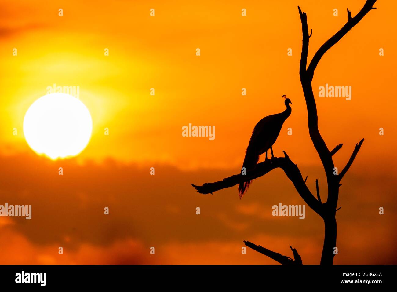 Bird Soaring Sunrise