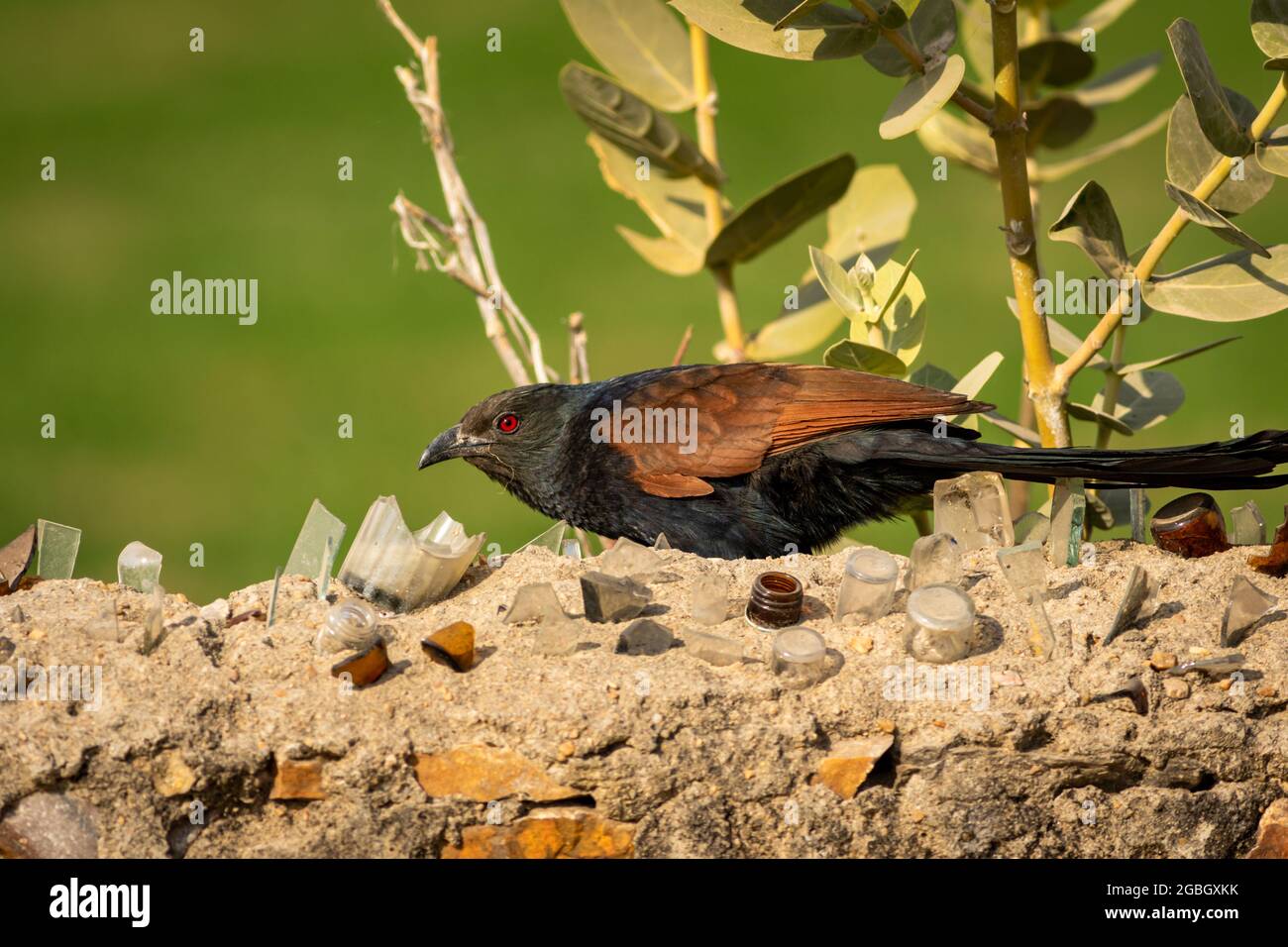 greater coucal or Centropus sinensis closeup or portrait Stock Photo ...