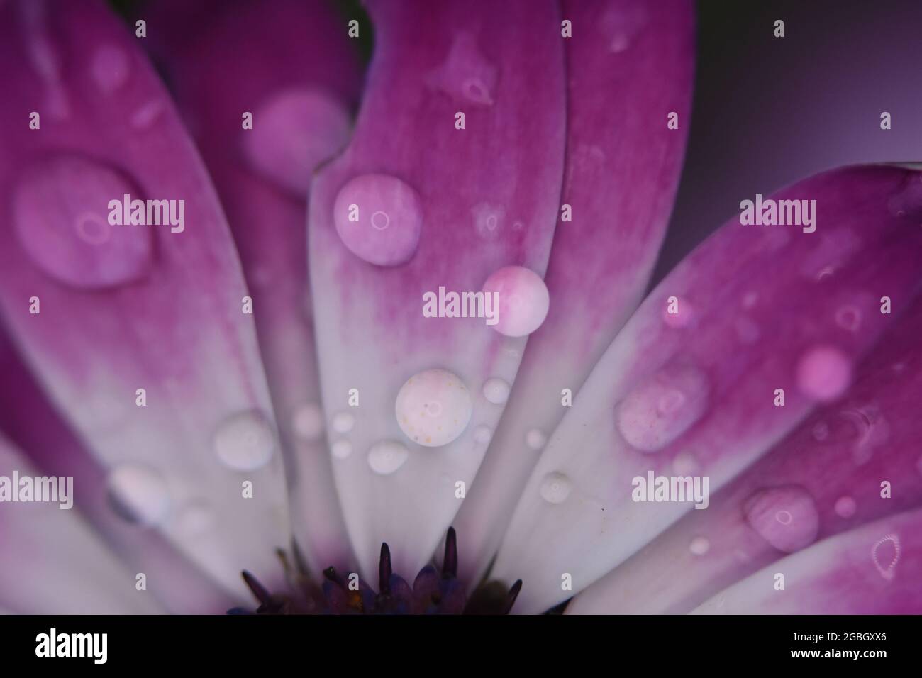 Closeup shot of a beautiful flower with white and purple flowers ...
