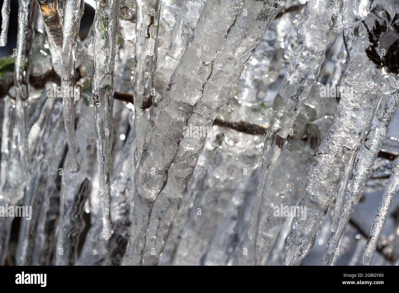 Closeup shot of beautiful frozen icicles on the trees Stock Photo - Alamy