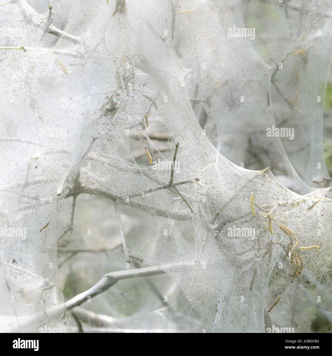 Closeup shot of dried plants completely covered in a spider web Stock ...
