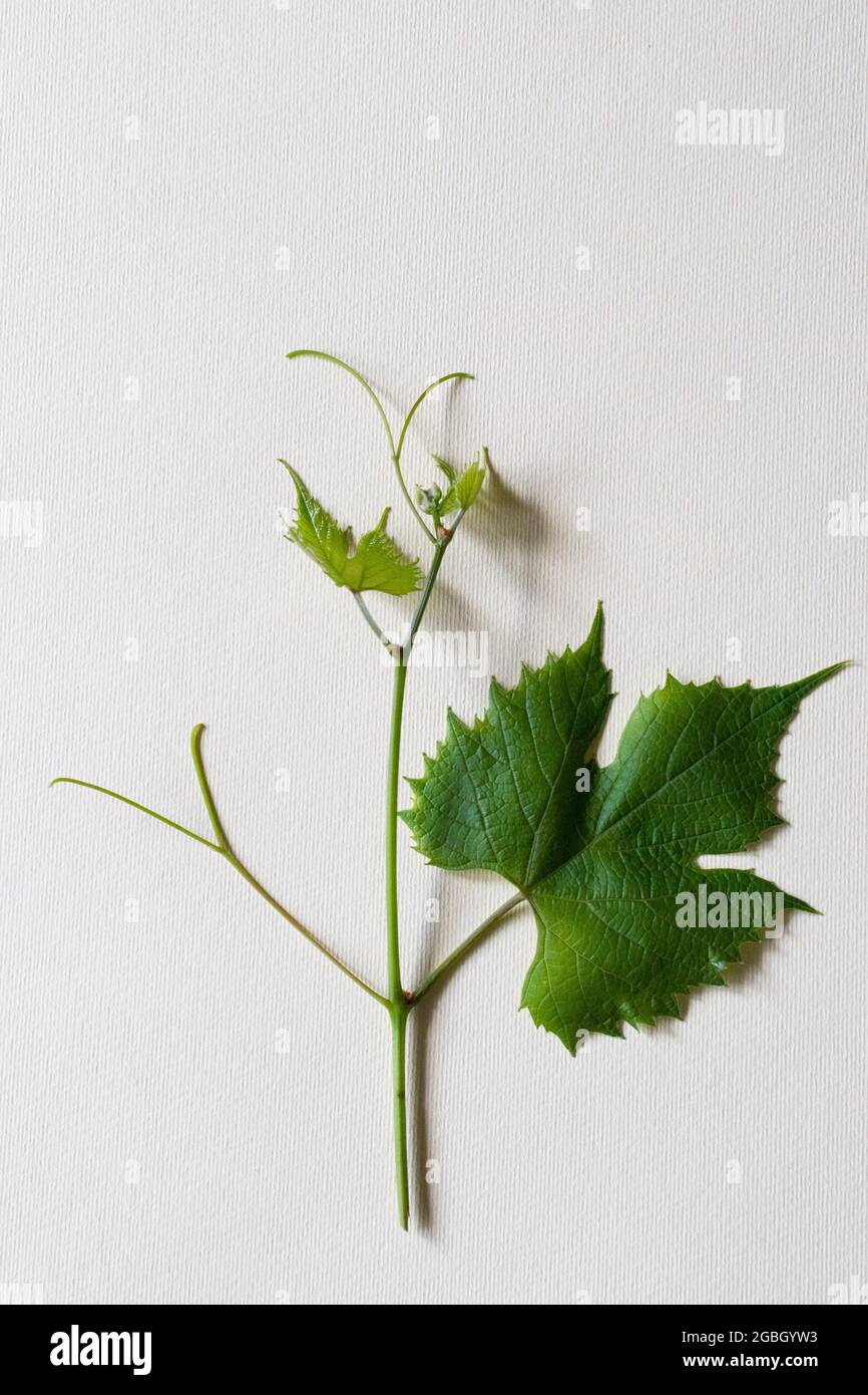 Grape leaf isolated on light background. Nature background Stock Photo ...