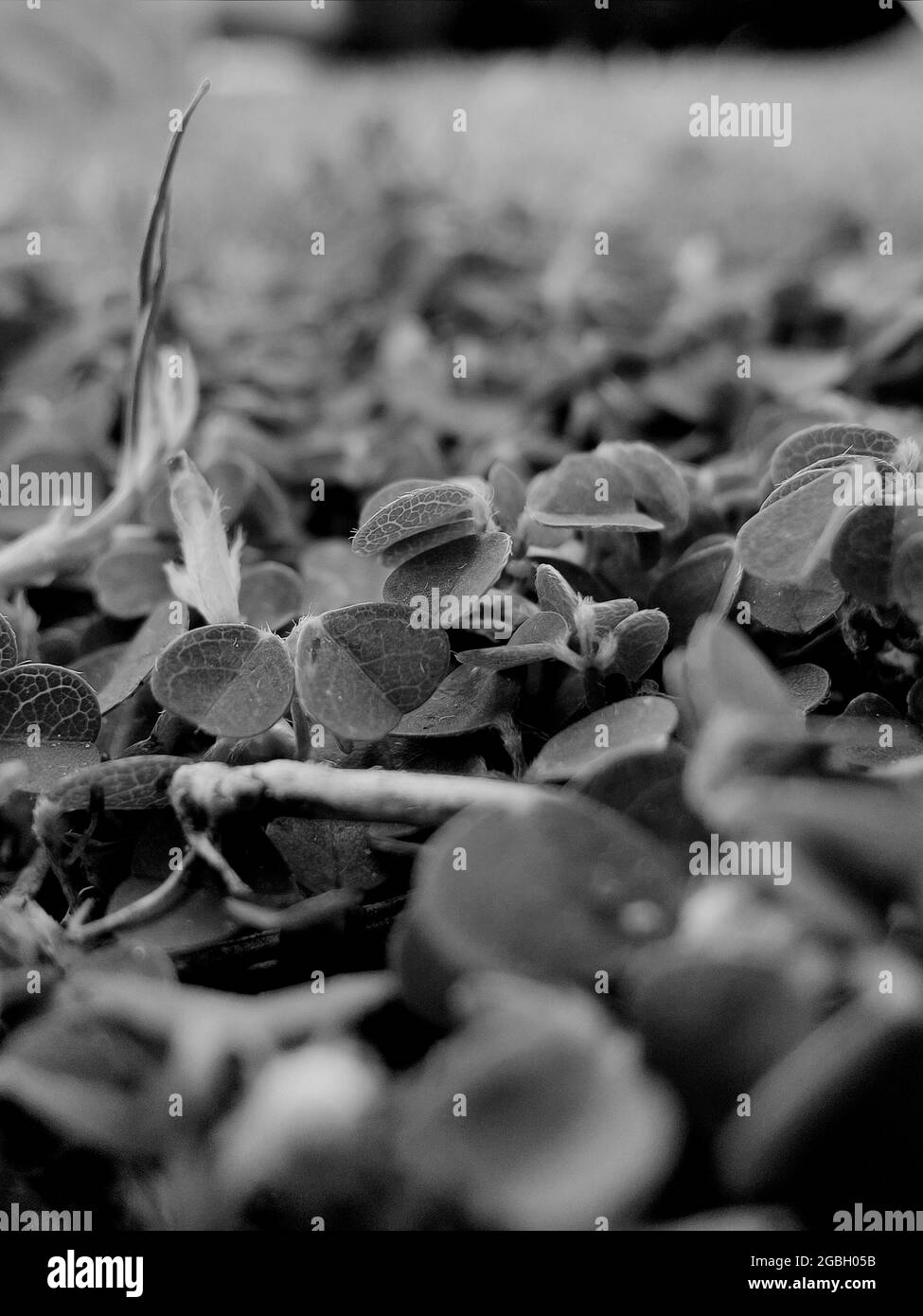 Leaves shaped Black and White Stock Photos & Images - Alamy