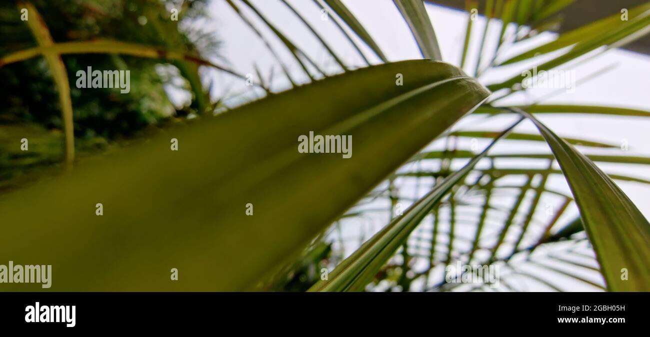 Selective closeup of a palm tree leaf Stock Photo - Alamy
