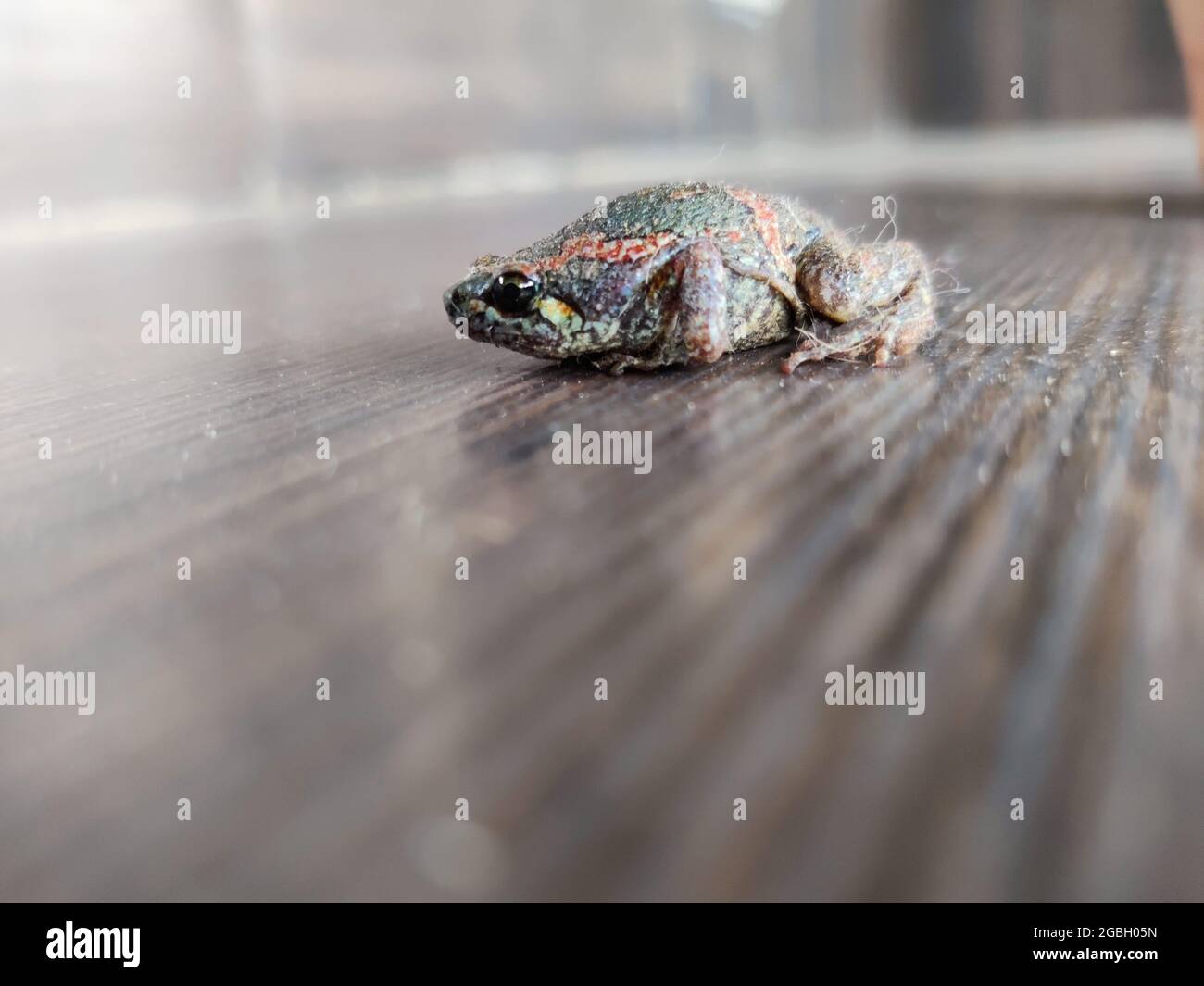 Selective closeup of a frog on the floor Stock Photo - Alamy