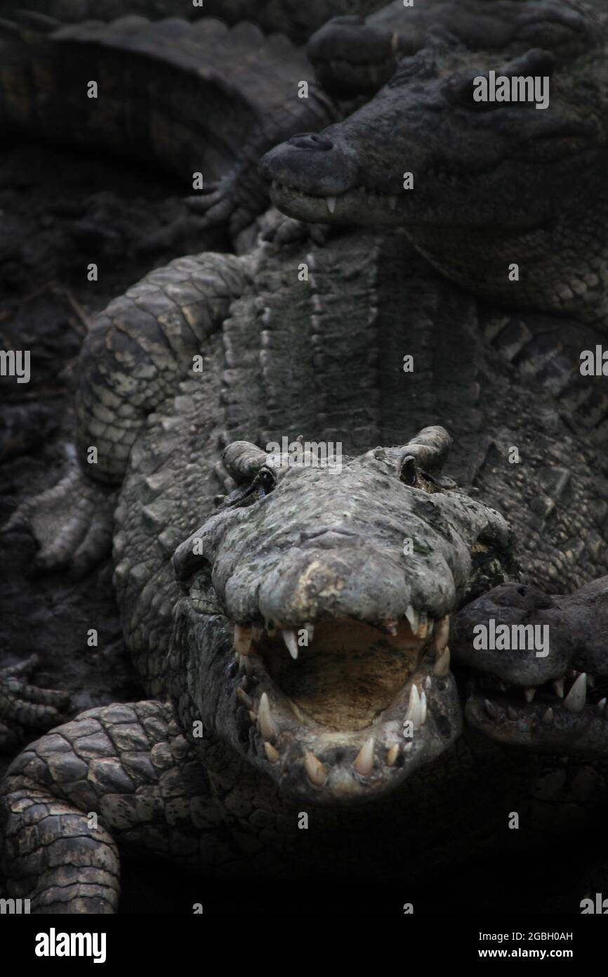 Dangerous Aligator with an open mouth among other crocodiles Stock ...