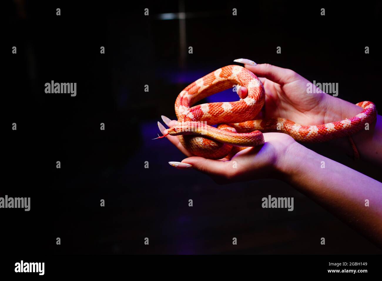 Exotic snake in hands on a black background Stock Photo - Alamy
