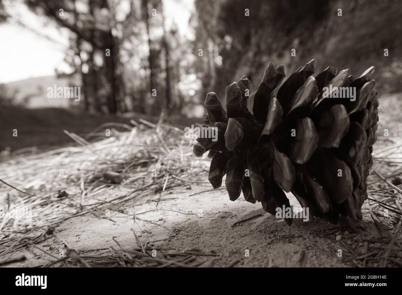 Grayscale of pine cone on the ground Stock Photo - Alamy