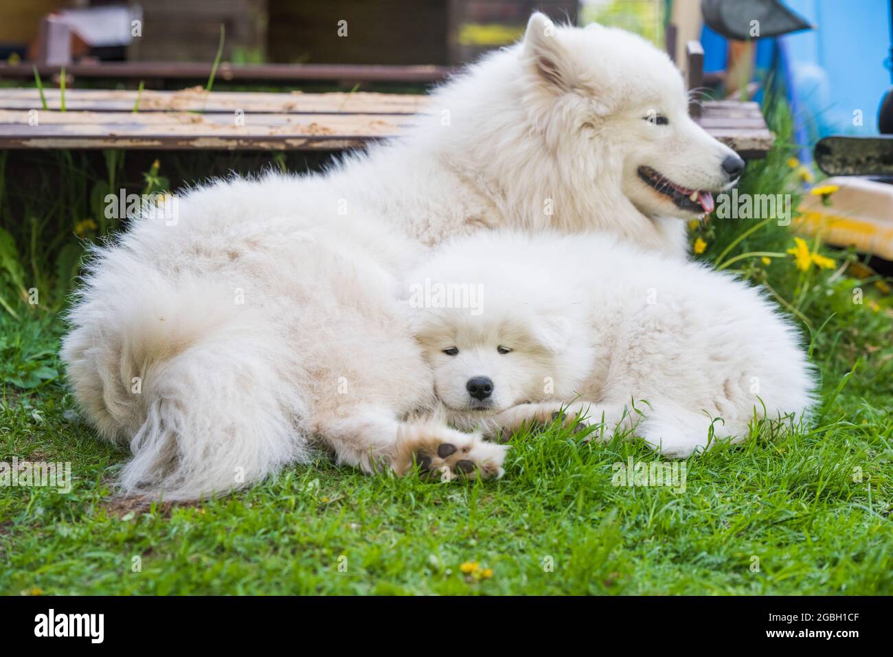 Samoyed puppy and mother dog laying are sleeping Stock Photo - Alamy
