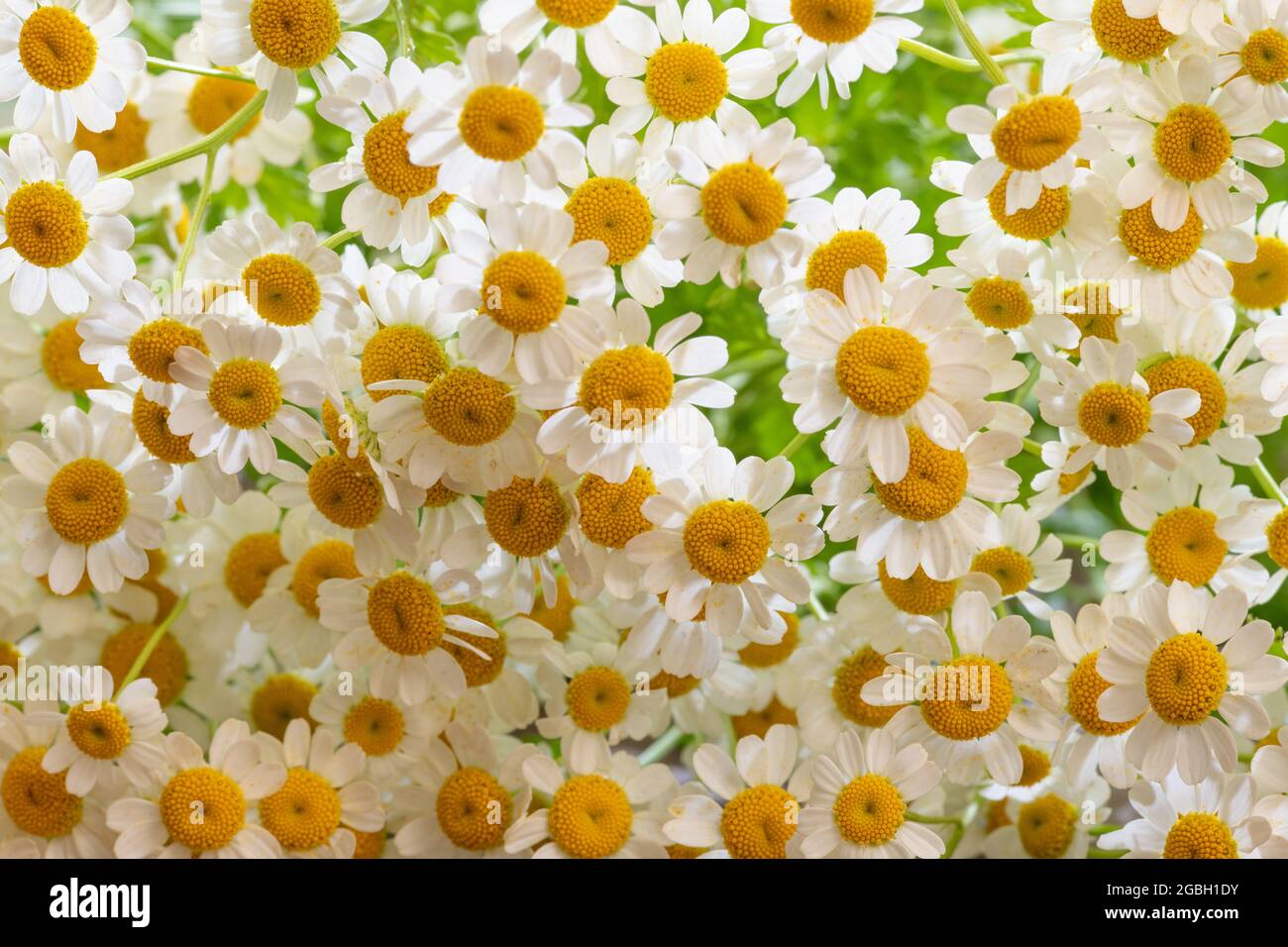 White matricaria flowers on hi-res stock photography and images - Alamy