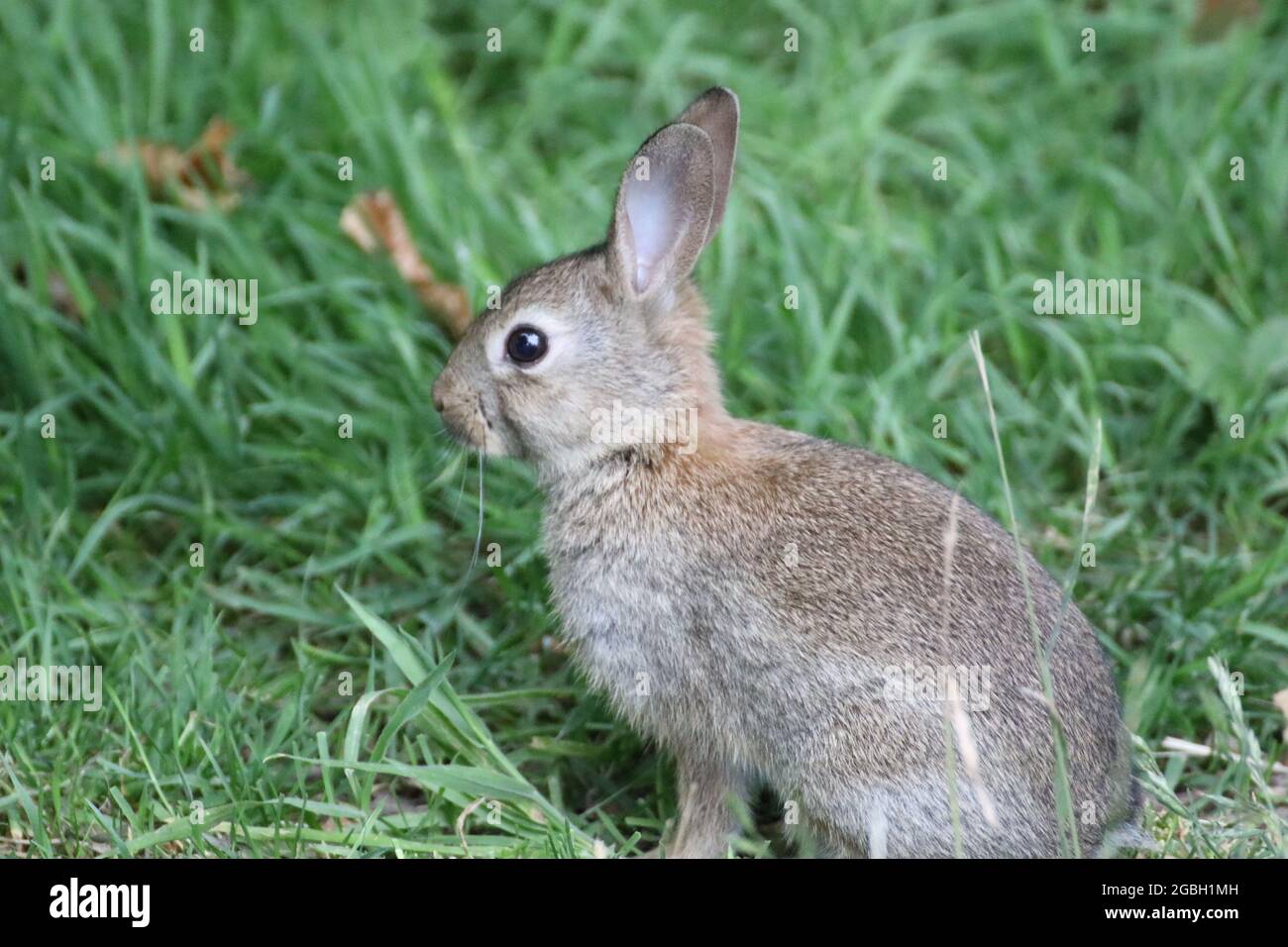 Closeup shot of a cute bunny outdoors Stock Photo - Alamy