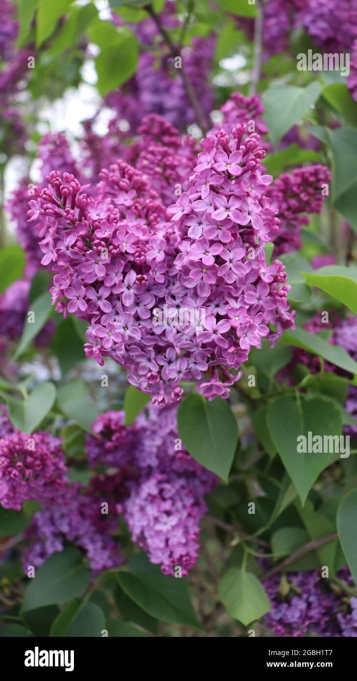 Closeup shot of purple Lilac flowers with green leaves Stock Photo - Alamy