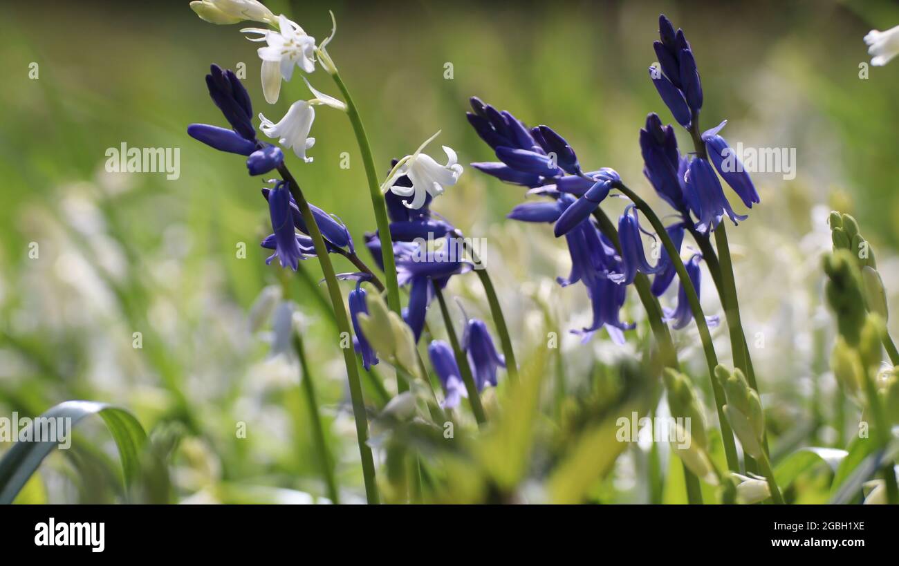 Closeup shot of Common Bluebell flowers in a field Stock Photo - Alamy