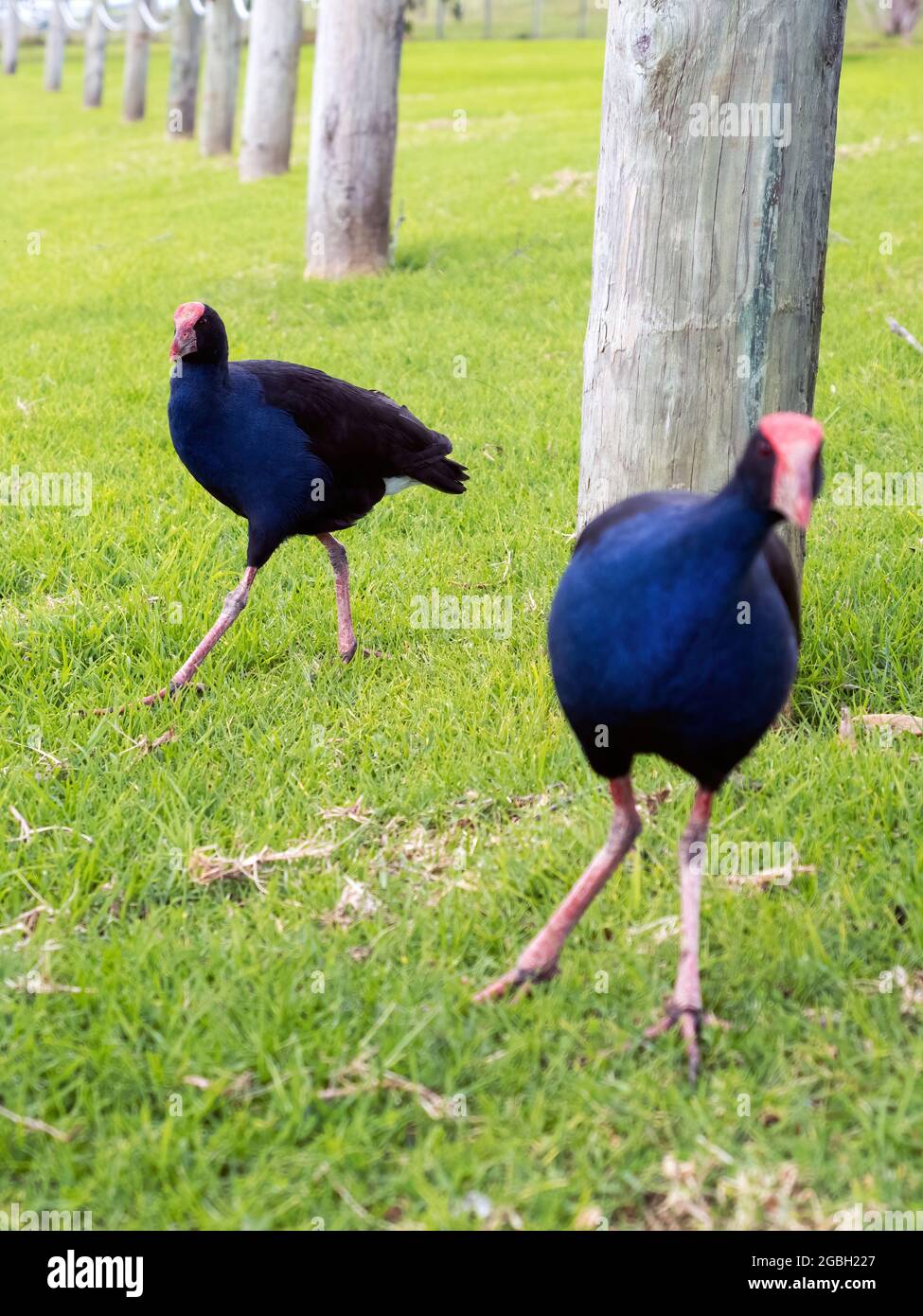 Pukeko wing hi-res stock photography and images - Alamy