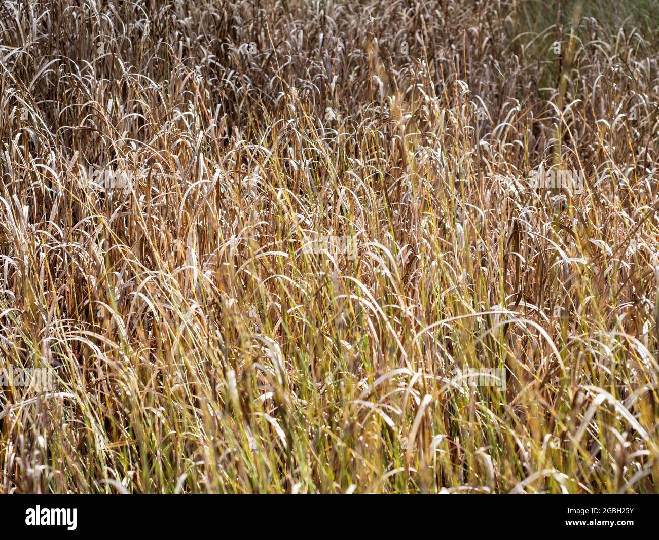 Raupo Typha orientalis) bulrush grass in swamp Stock Photo - Alamy