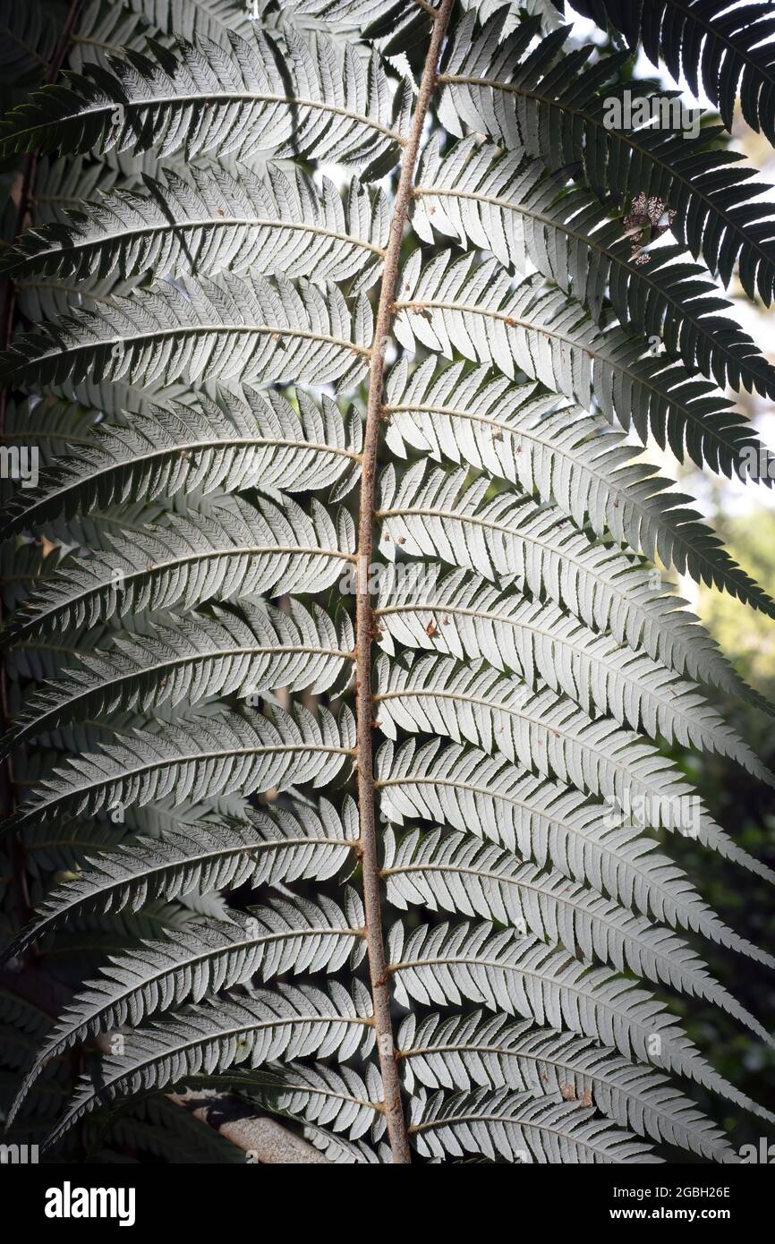 view of silver fern frond Stock Photo - Alamy