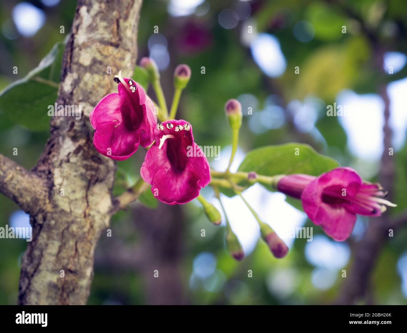 Puriri (Vitex lucens) tree flowers Stock Photo - Alamy