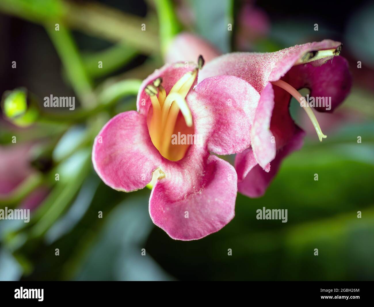 Puriri (Vitex lucens) tree flowers Stock Photo - Alamy