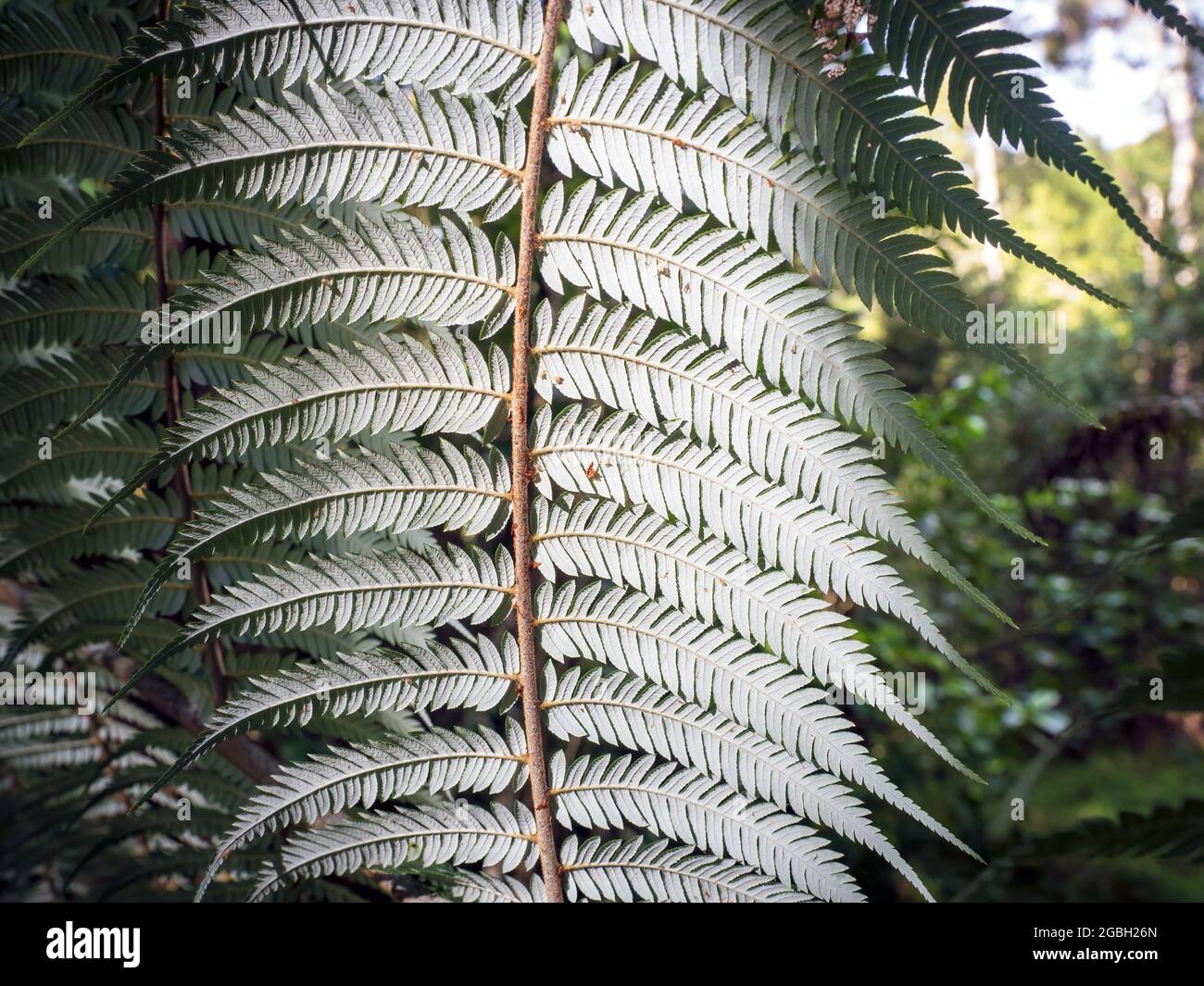 Silver tropical leaf hi-res stock photography and images - Alamy