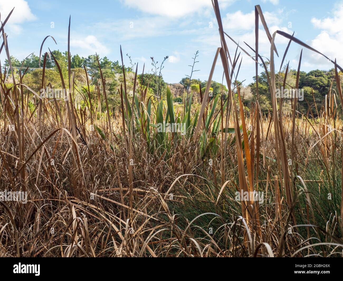 Raupo Typha orientalis) bulrush grass in swamp Stock Photo - Alamy