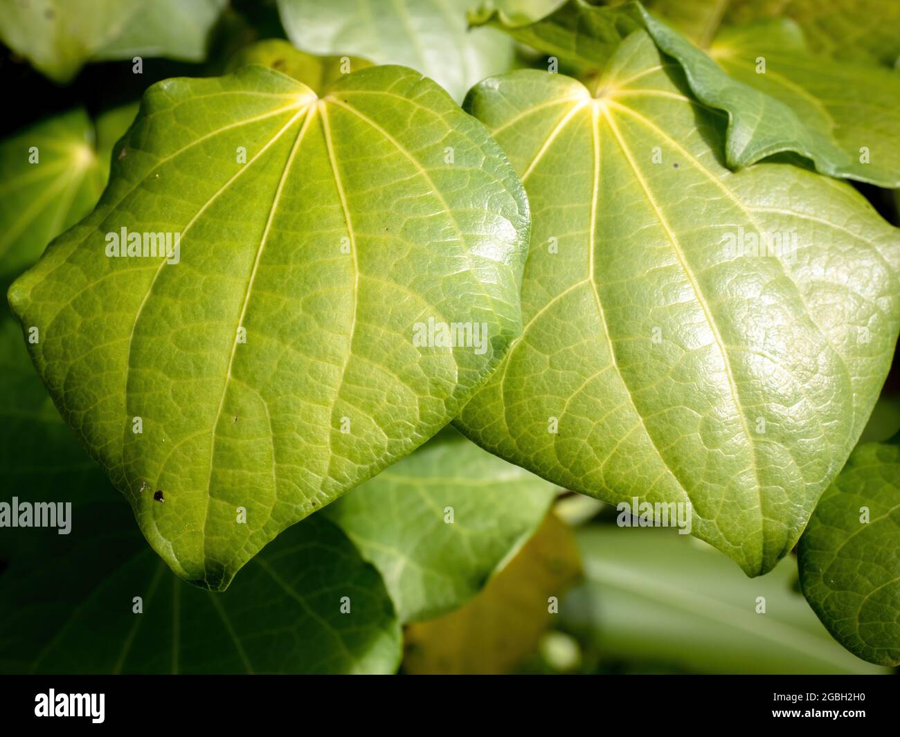 macropiper excelsum (kawakawa) plant Stock Photo - Alamy