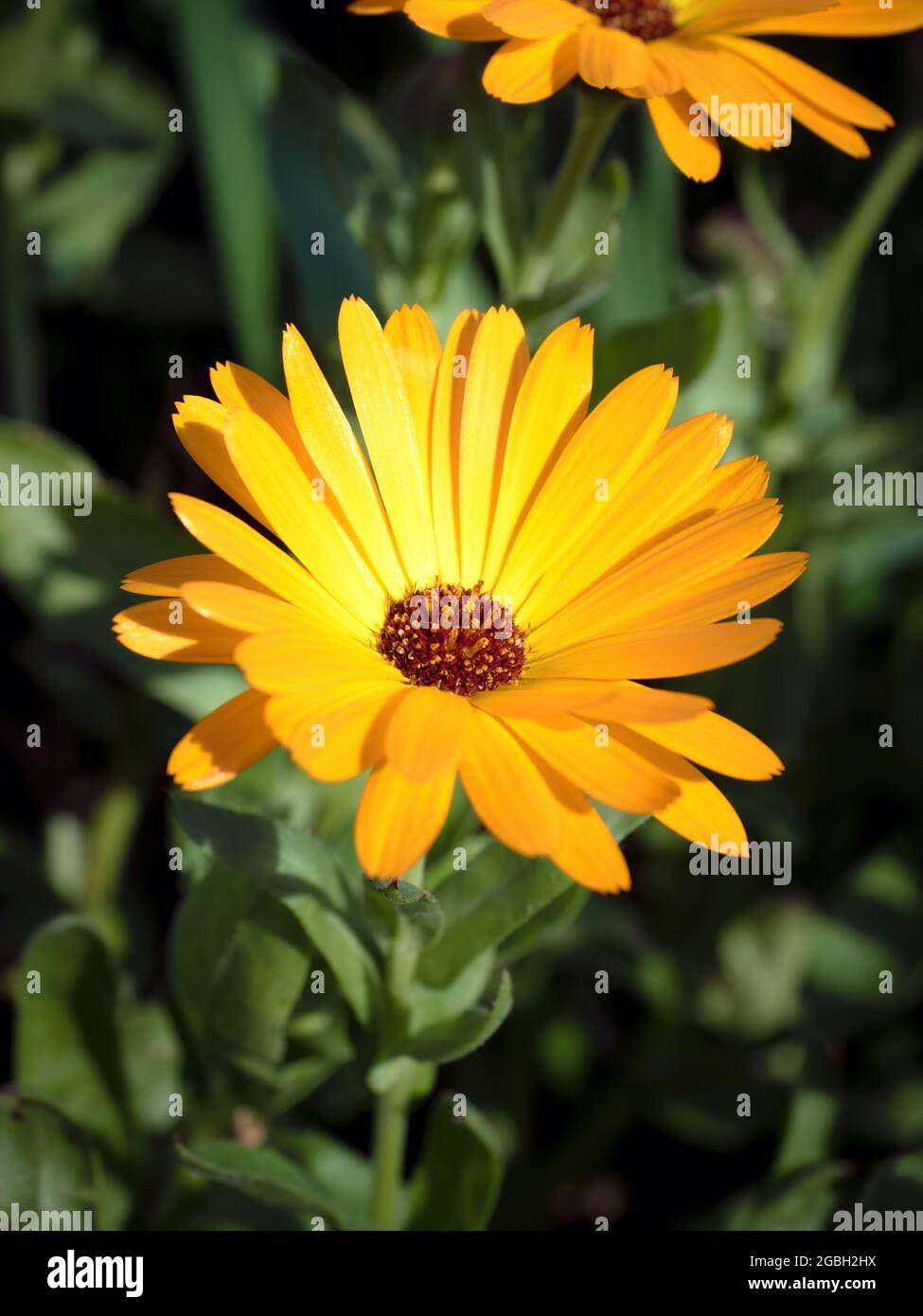 Pot Marigold Calendula officinalis flower Stock Photo - Alamy