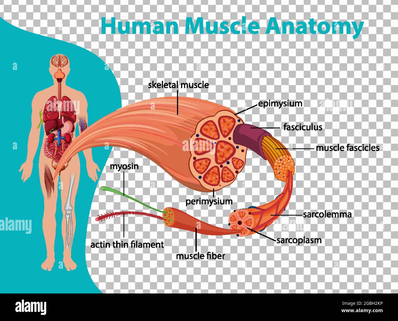 Human muscle anatomy with body anatomy illustration Stock Vector Image ...