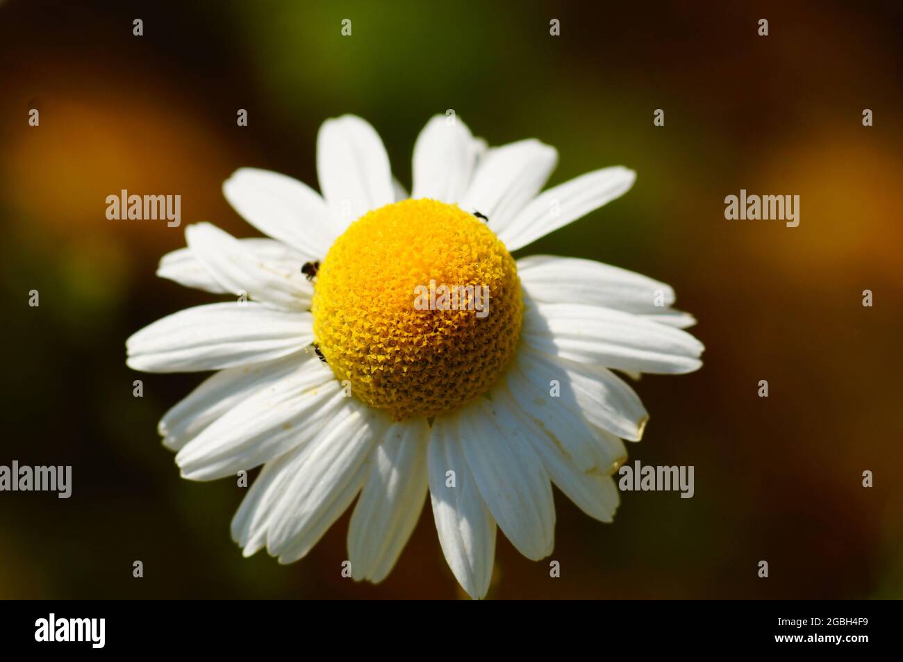Flower of a scentless false mayweed Stock Photo - Alamy