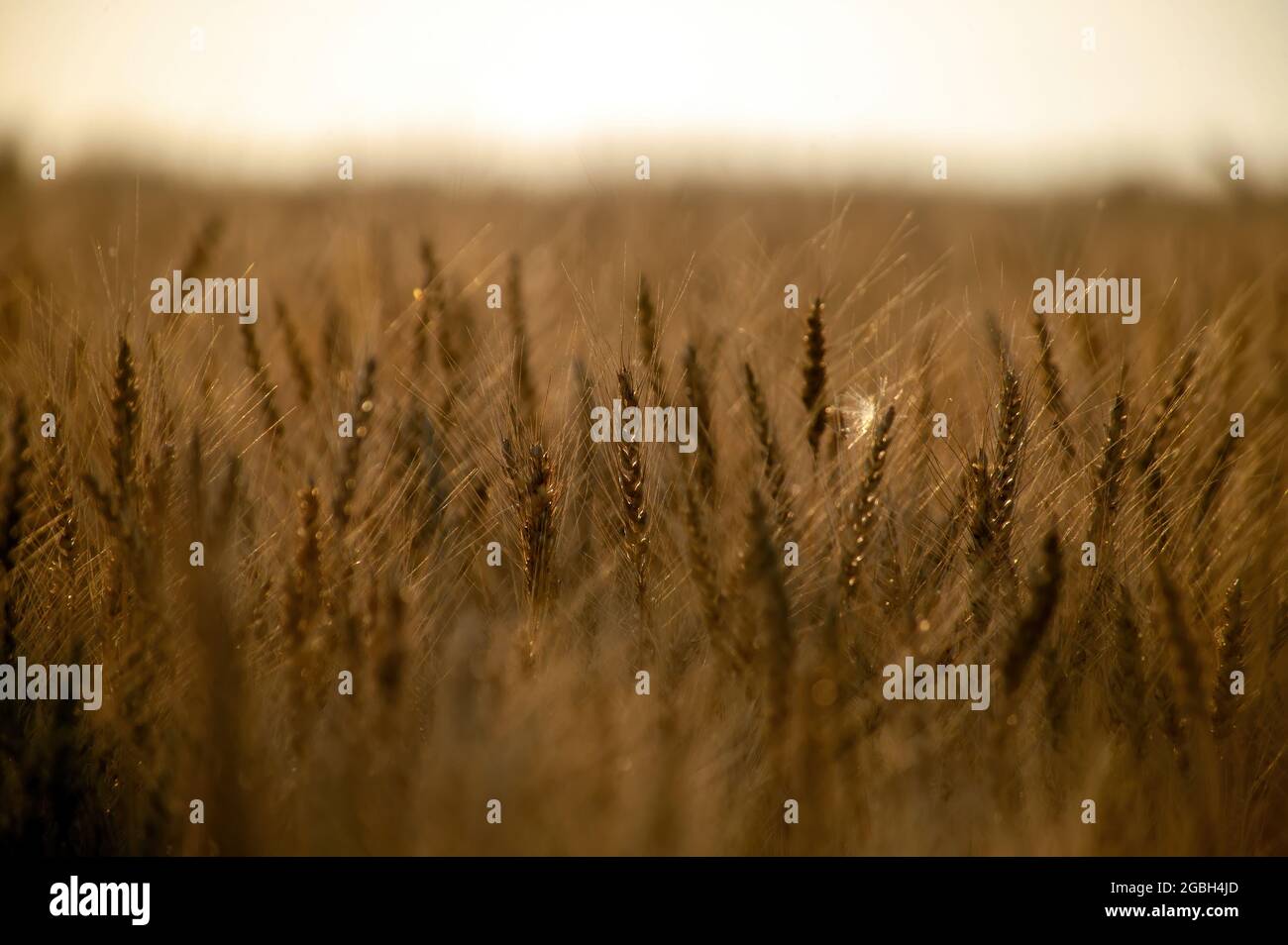 Wheat in russia hi-res stock photography and images - Alamy