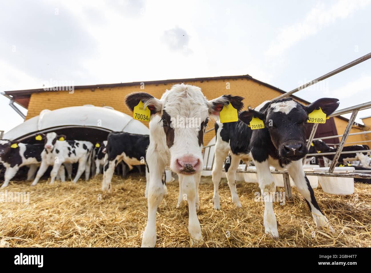 Cowshed. Livestock cow farm. Herd of black white cows are looking at ...