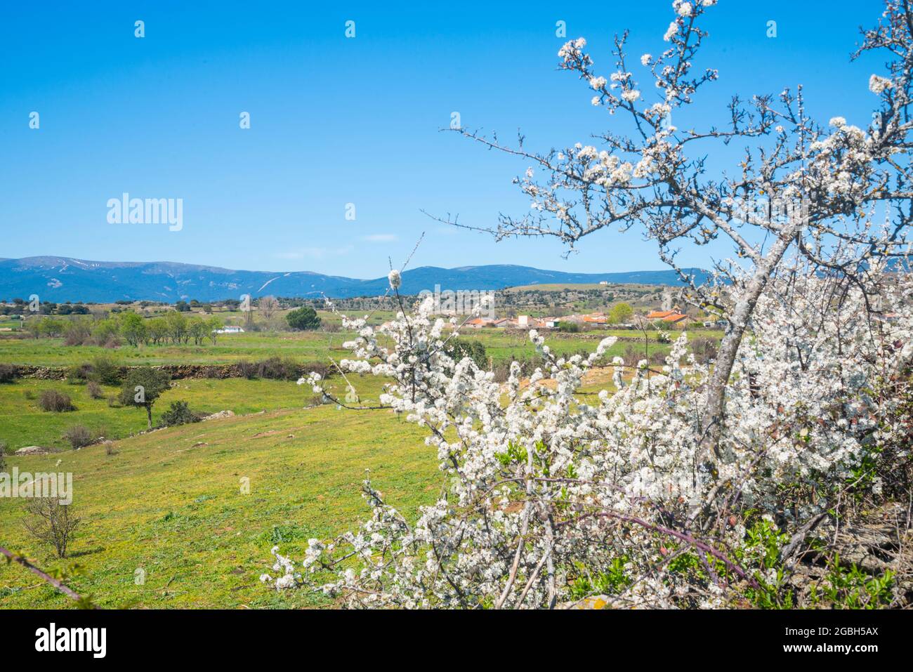 Flor de prados hi-res stock photography and images - Alamy