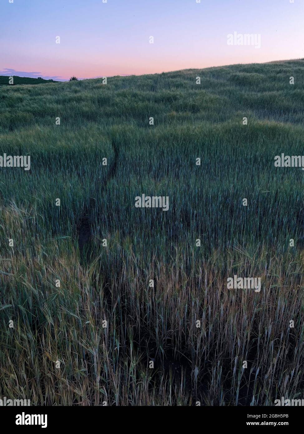 Long grass field sunset hi-res stock photography and images - Alamy
