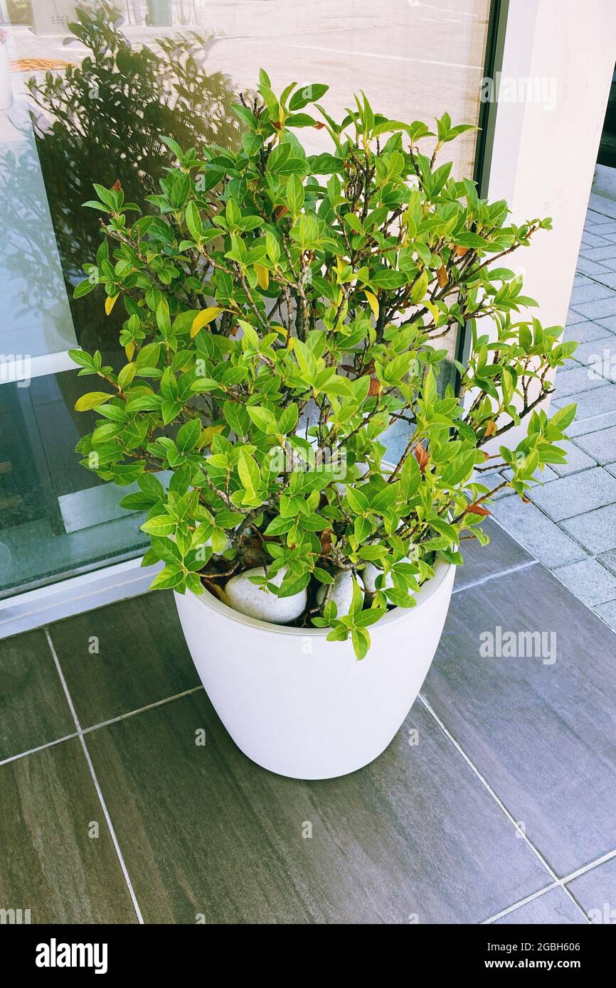 Plants with large green leaves hi-res stock photography and images - Alamy