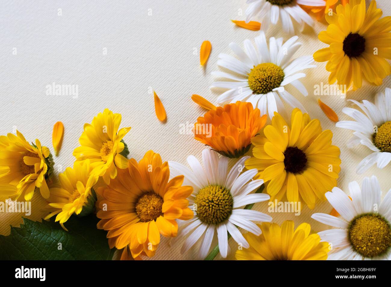 Daisy and calendula multicoloured flowers frame. Medicinal herbs Stock ...