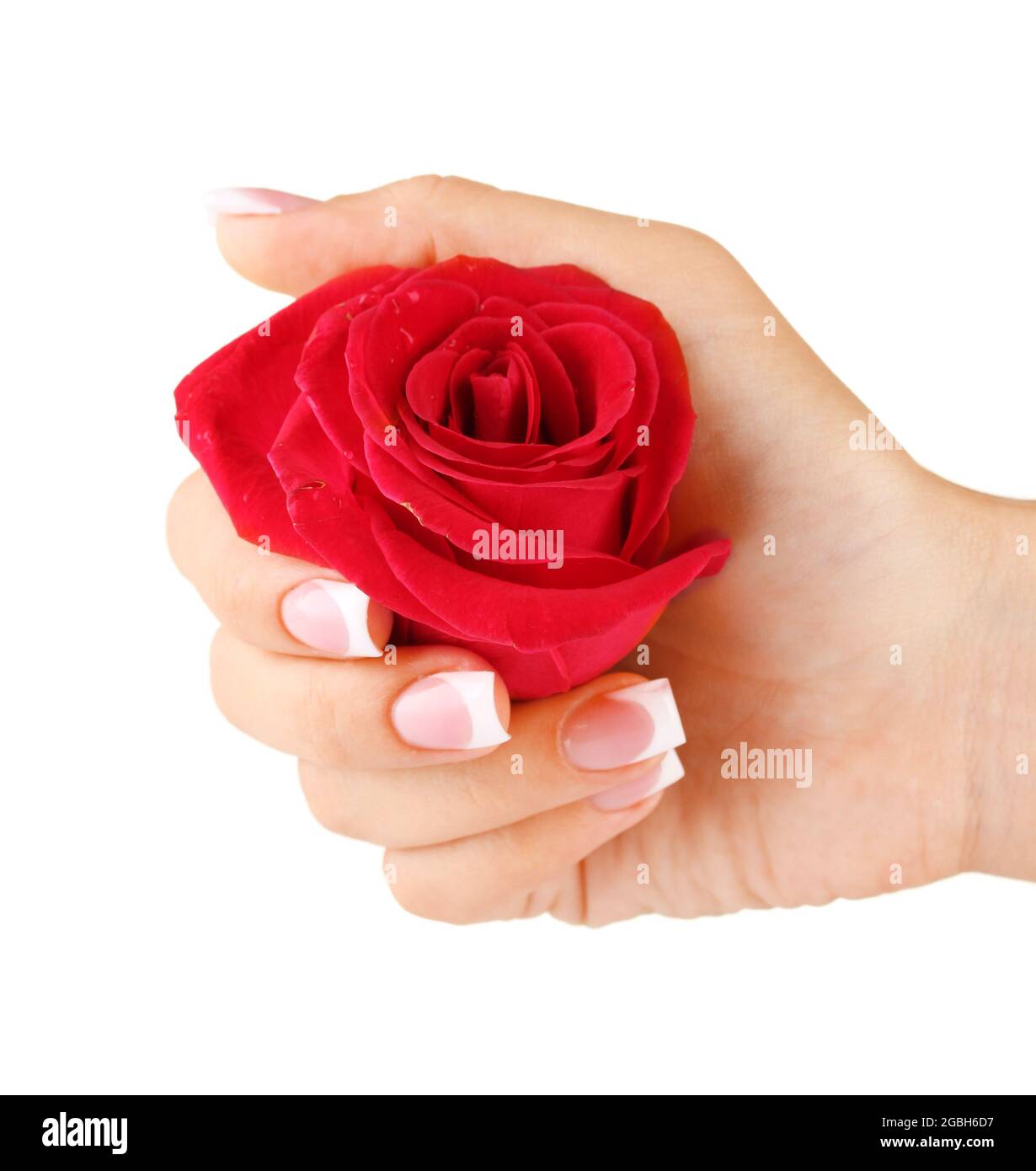 Red rose with woman's hand on white background Stock Photo - Alamy
