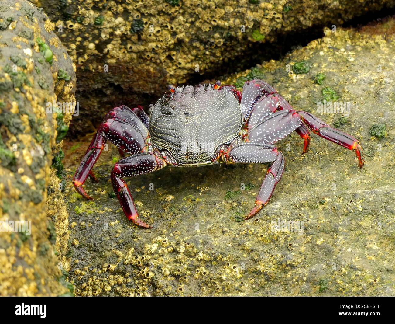 Crab sitting on a rock Stock Photo - Alamy