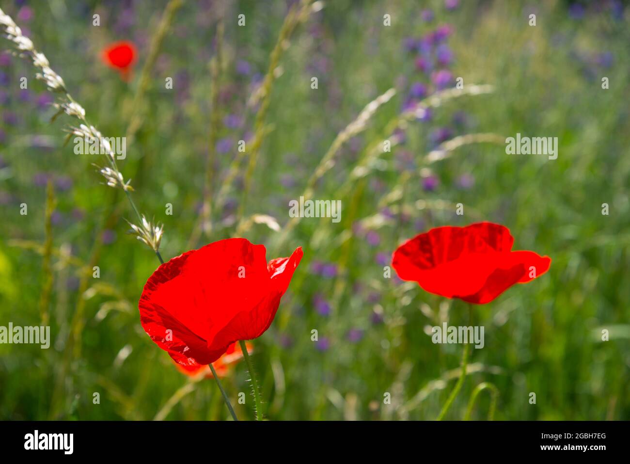 Poppy red fondo hi-res stock photography and images - Alamy
