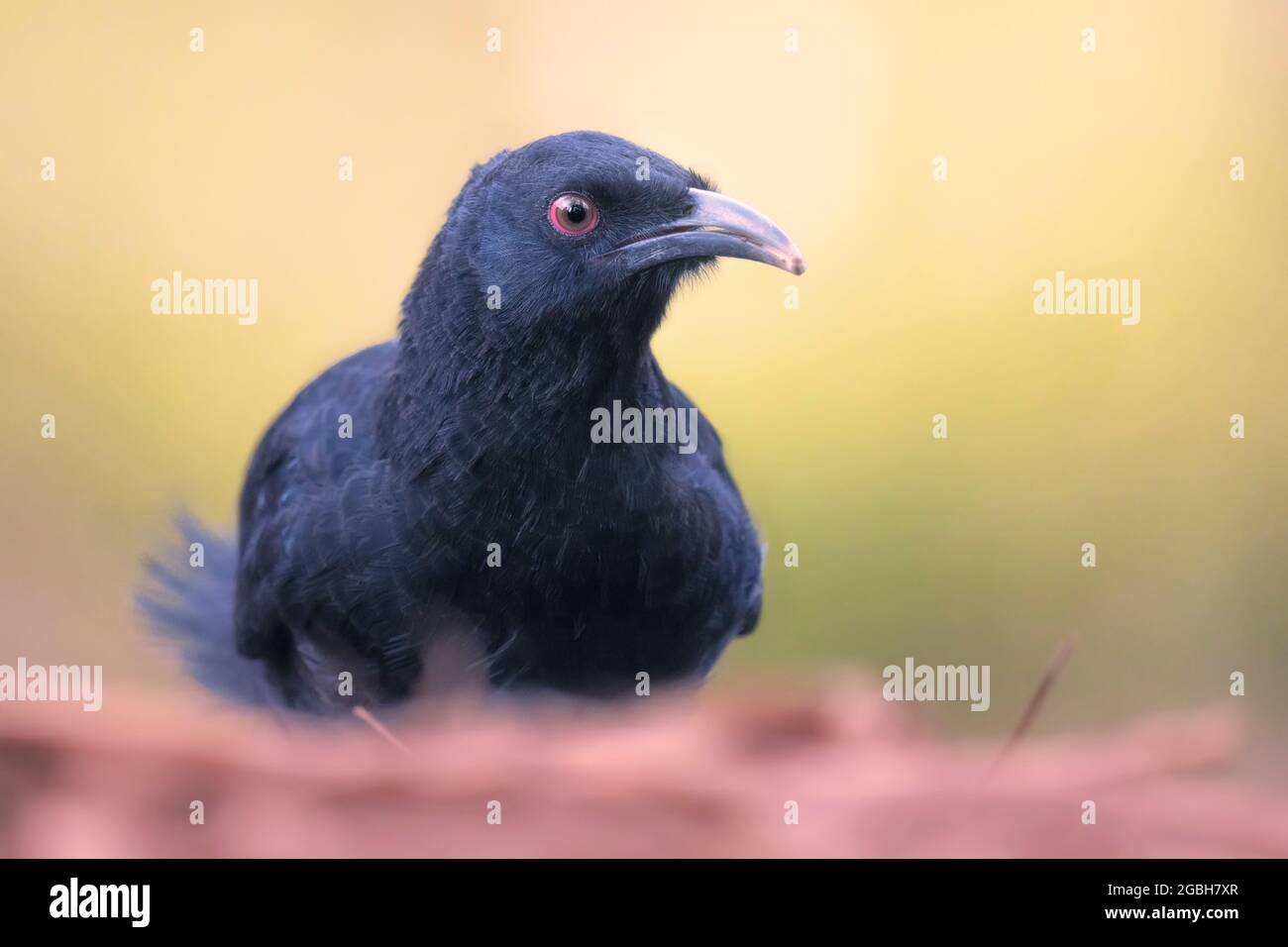 Portrait of a wild white-winged chough (Corcorax melanorhamphos ...