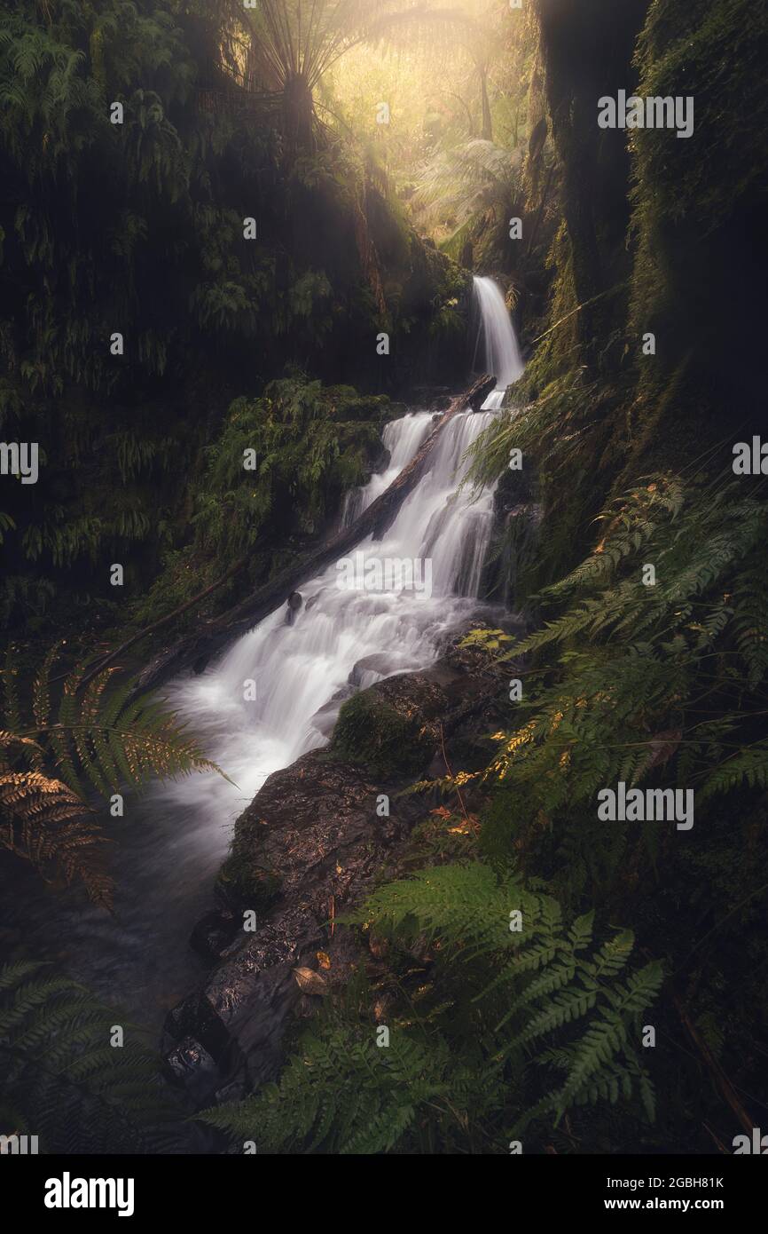 Waterfall in lush forest hi-res stock photography and images - Alamy