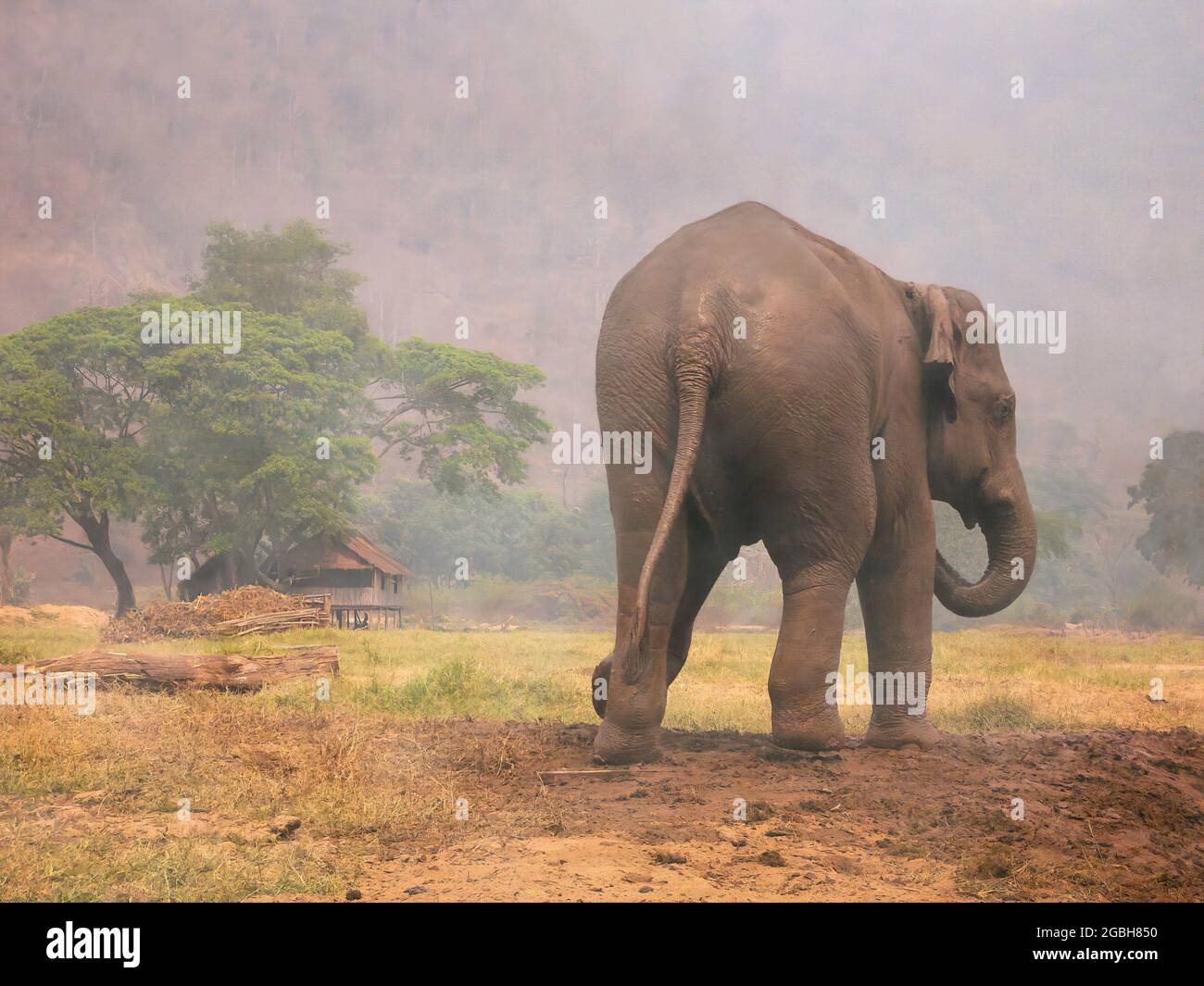 Asian elephant on a misty morning Stock Photo - Alamy