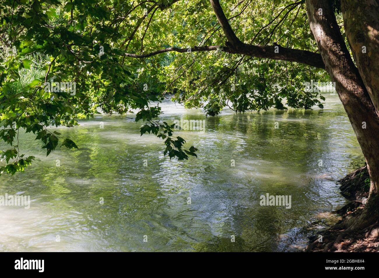 Tree branches falling over a river Stock Photo - Alamy