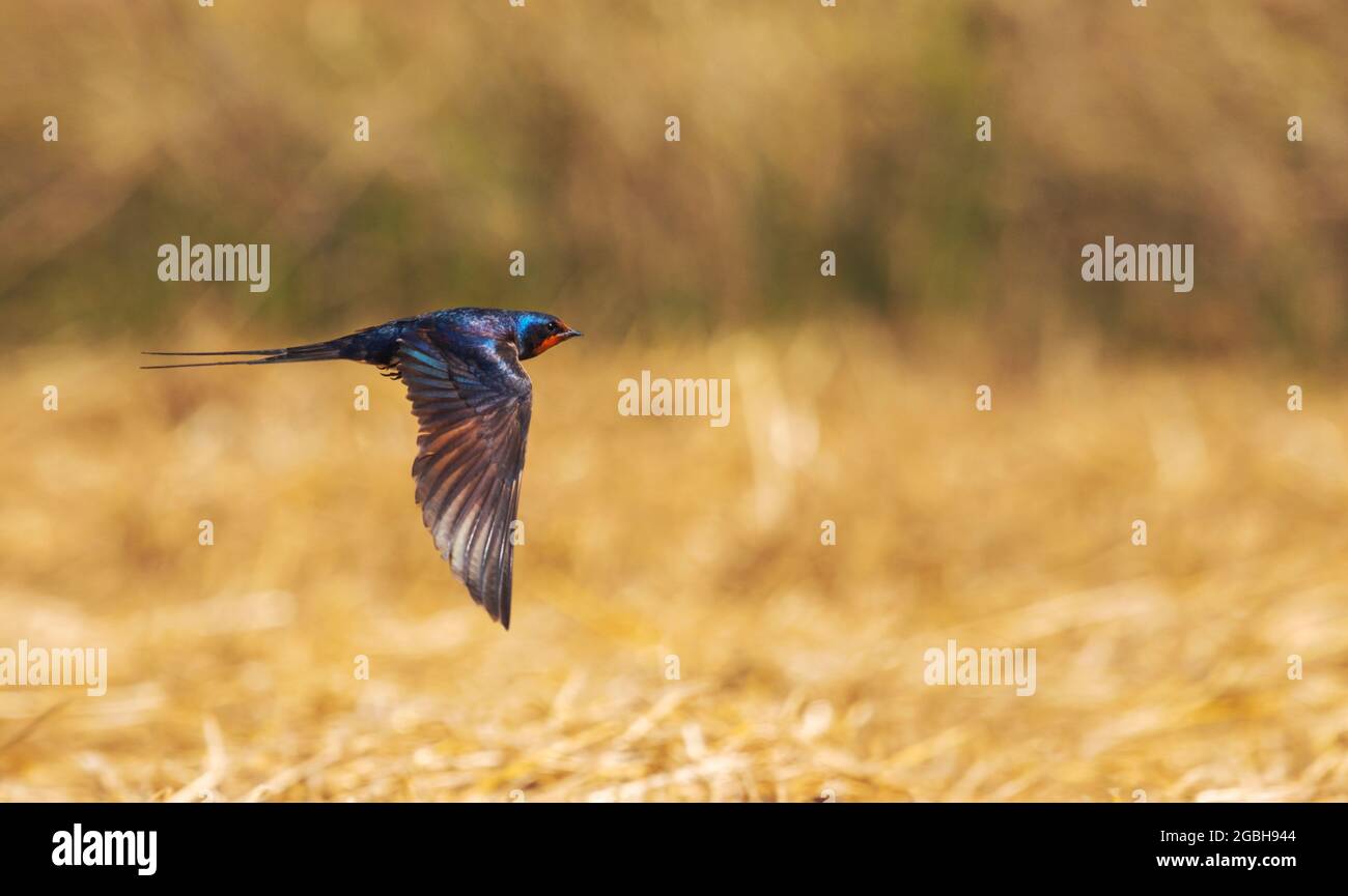 Flies the barn hi-res stock photography and images - Alamy