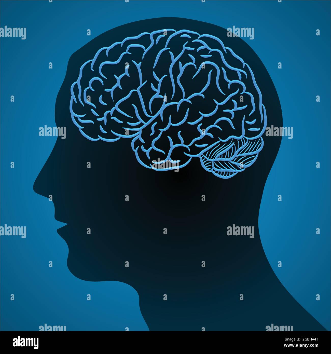 Human brain section anatomy Stock Vector Images - Alamy