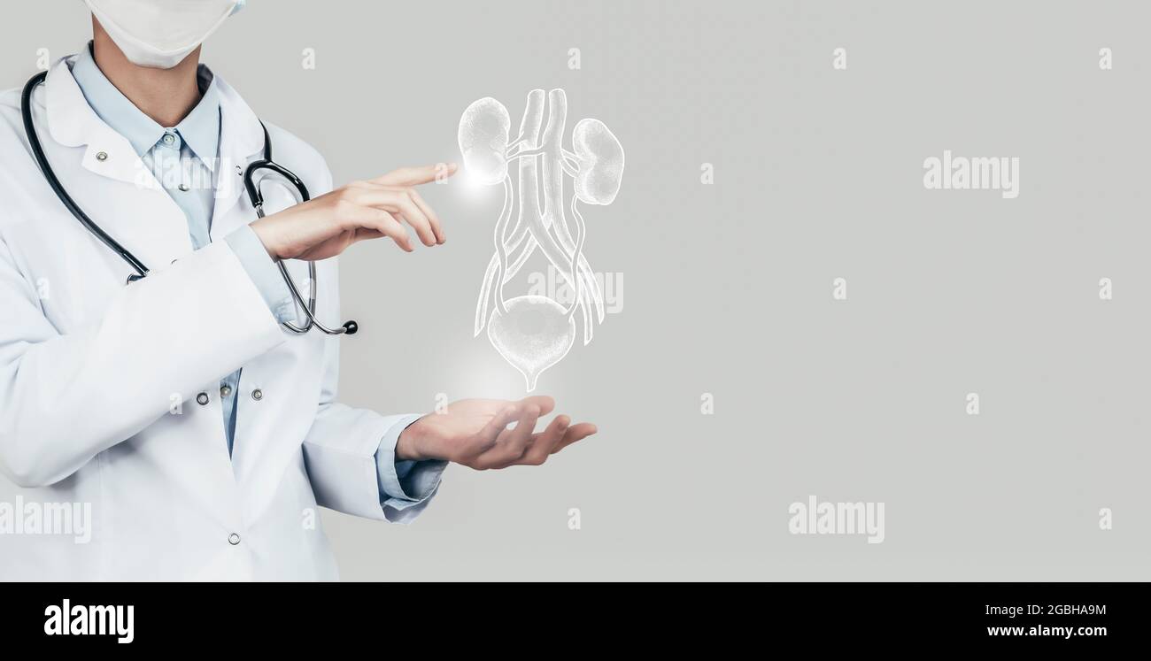 Female doctor holding virtual Bladder and Kidneys in hand. Handrawn ...