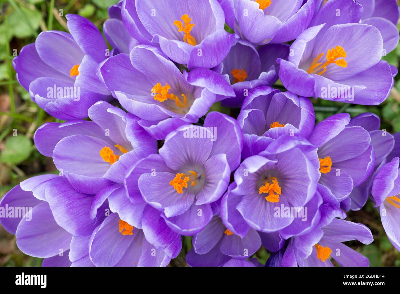 Crocus hybride hi-res stock photography and images - Alamy