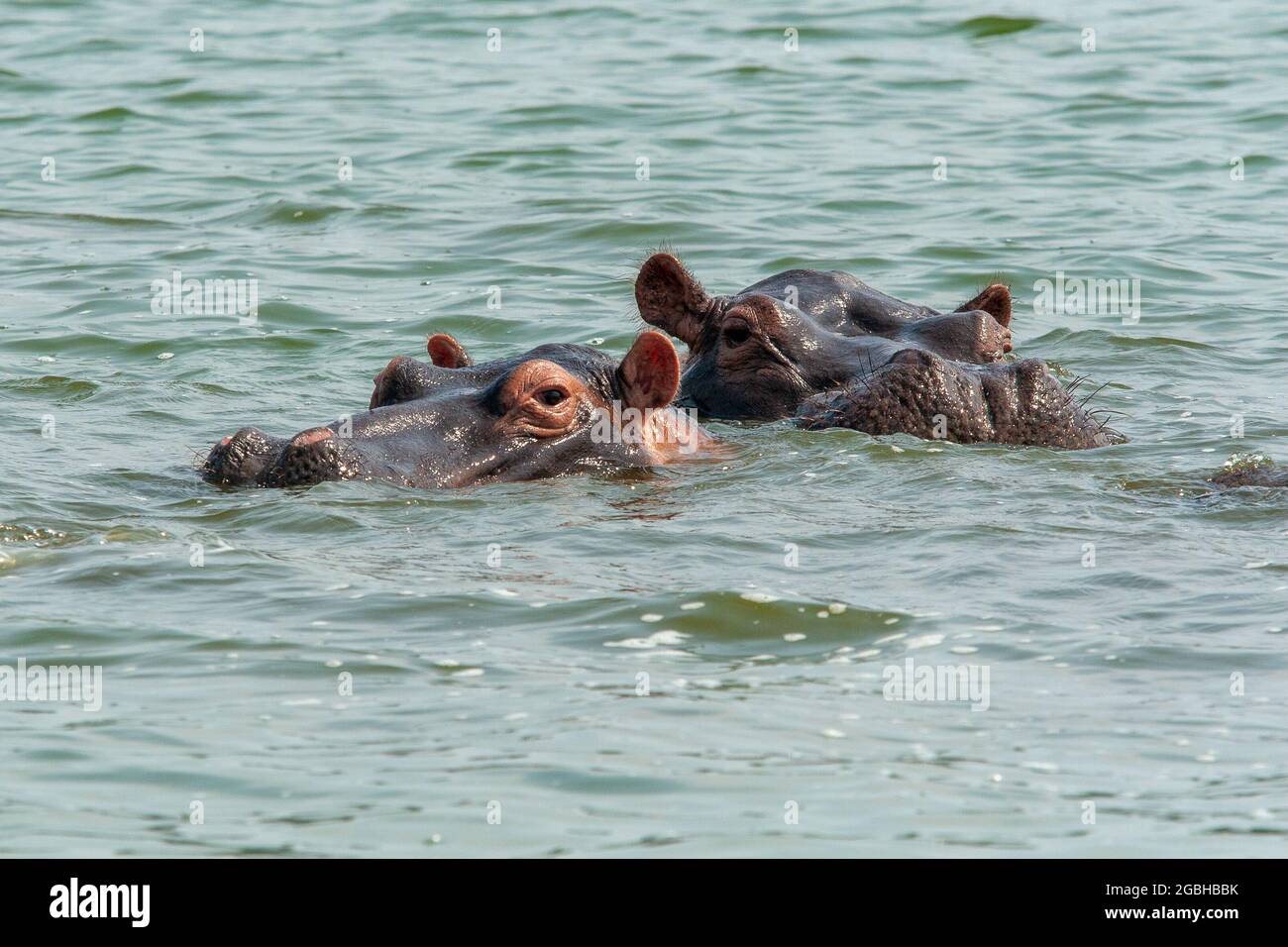 Queen Elizabeth Park, uganda - august 2008 - Hippo (Hippopotamus ...